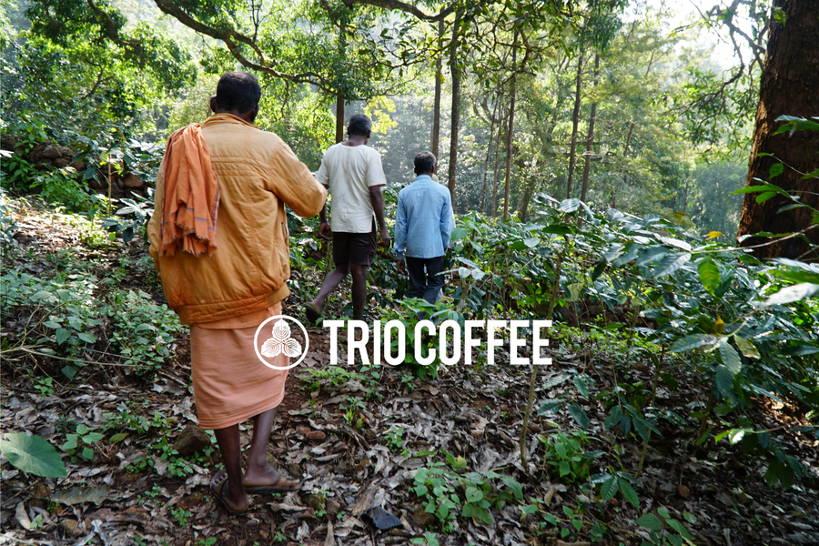 TRIO COFFEE - A Special Coffee Liquor Label - – TRIOCOFFEE